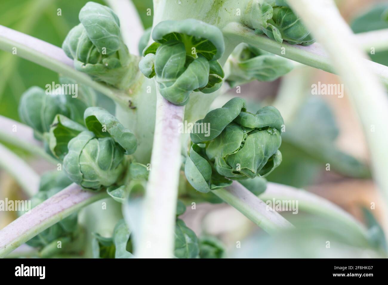 Brussels sprout growing stalk hi-res stock photography and images - Alamy