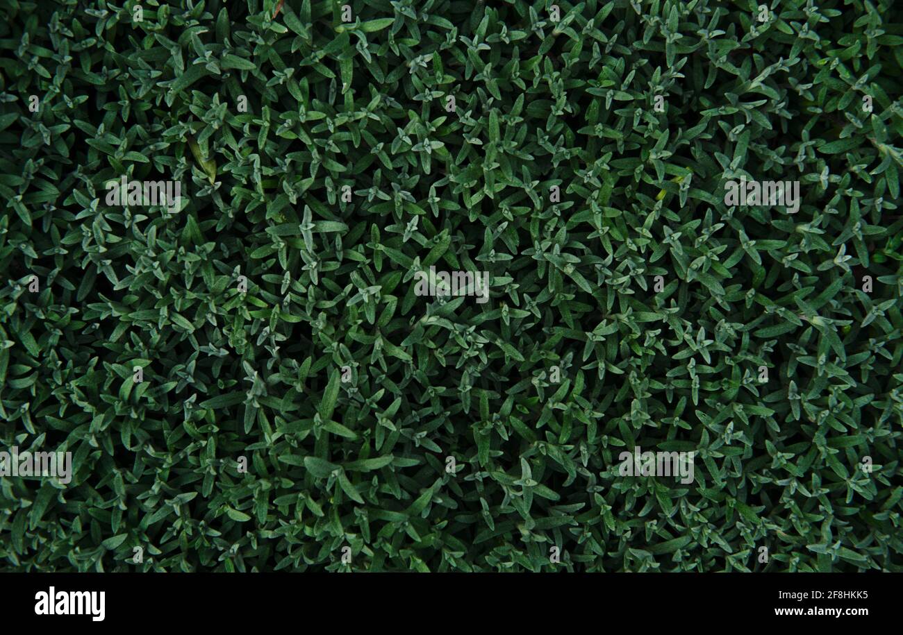 Unusual plant-green grass like a lawn covered the entire ground in the ...