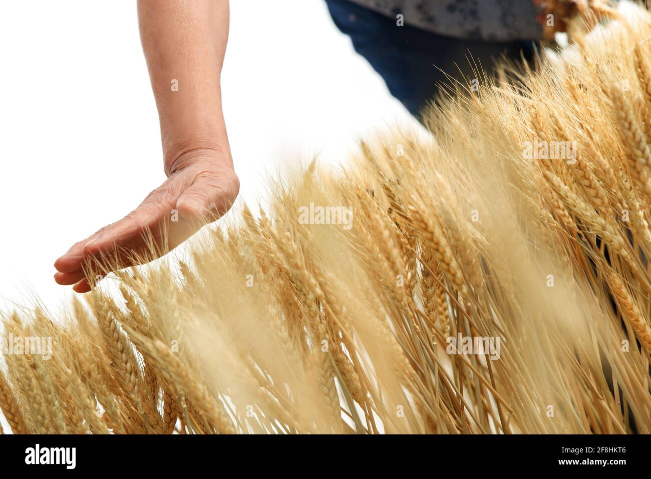 Close up farmers hand planting hi-res stock photography and images - Alamy