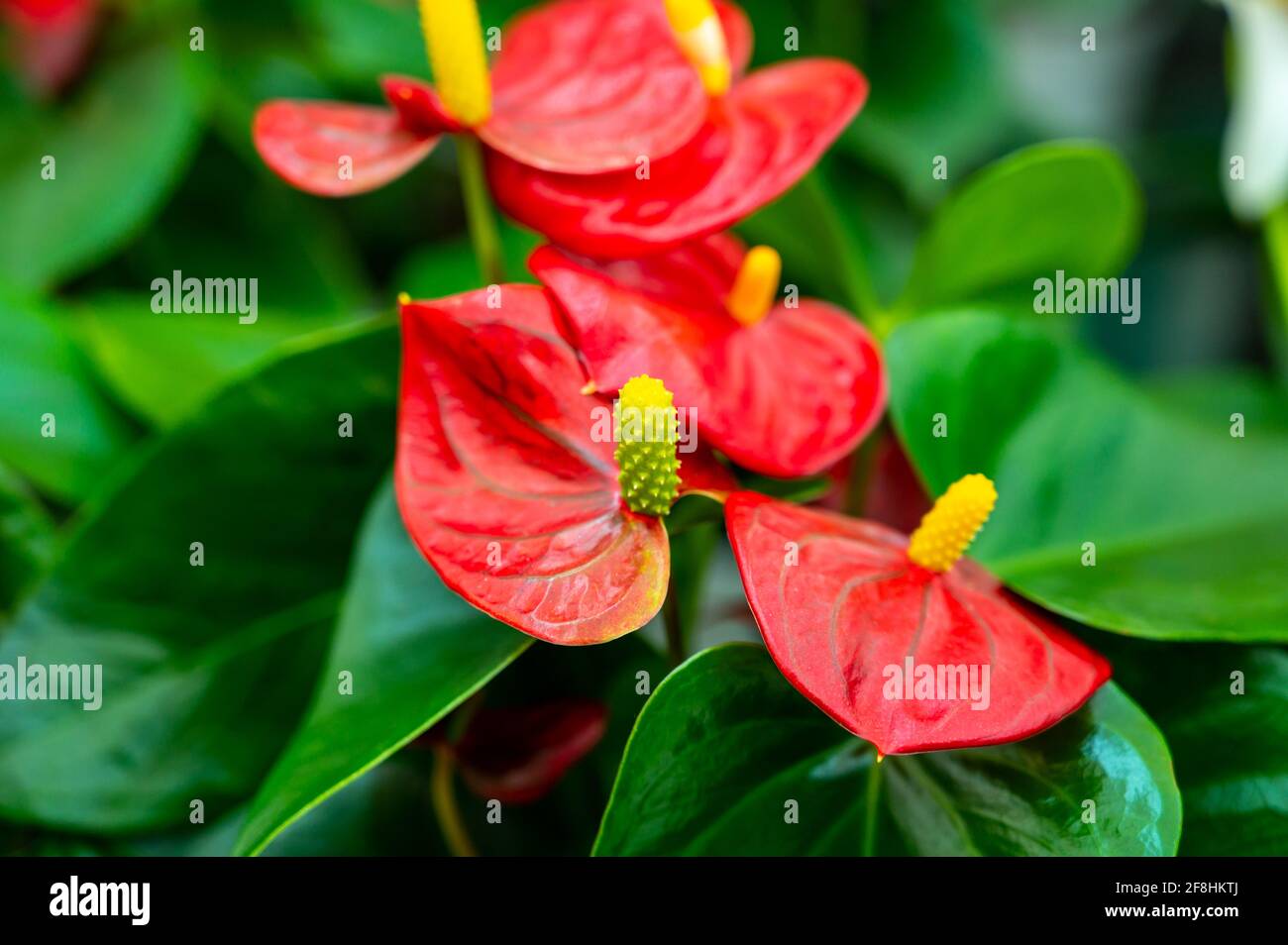 Botanical collection, blossoming Anthurium flamingo plants with green ...