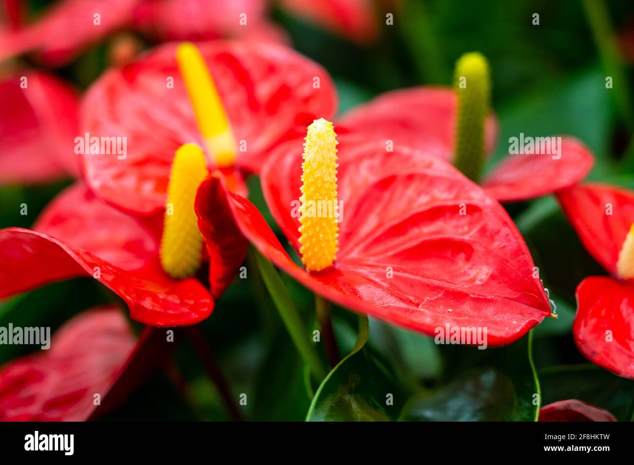 Botanical collection, blossoming Anthurium flamingo plants with green ...