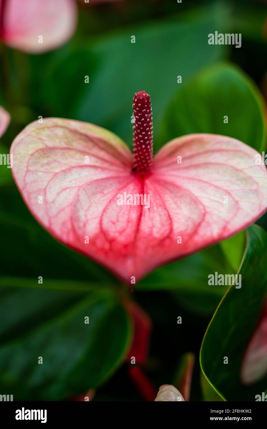 Botanical collection, blossoming Anthurium flamingo plants with green ...