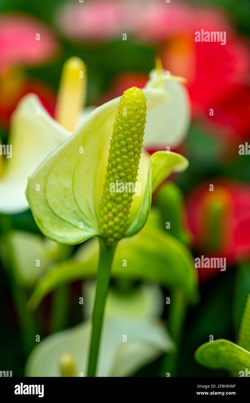 Botanical collection, blossoming Anthurium flamingo plants with green ...