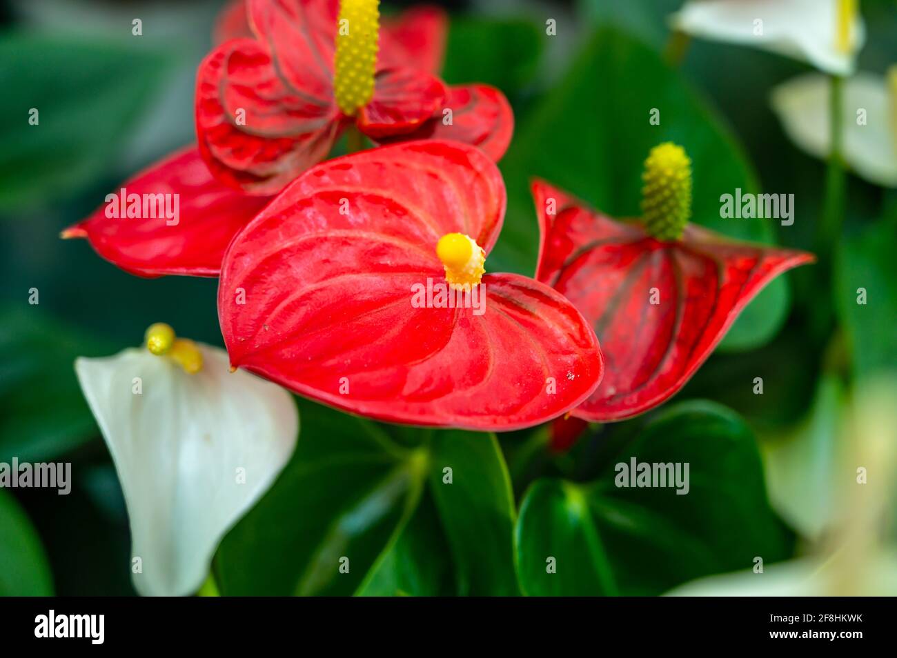 Botanical collection, blossoming Anthurium flamingo plants with green ...