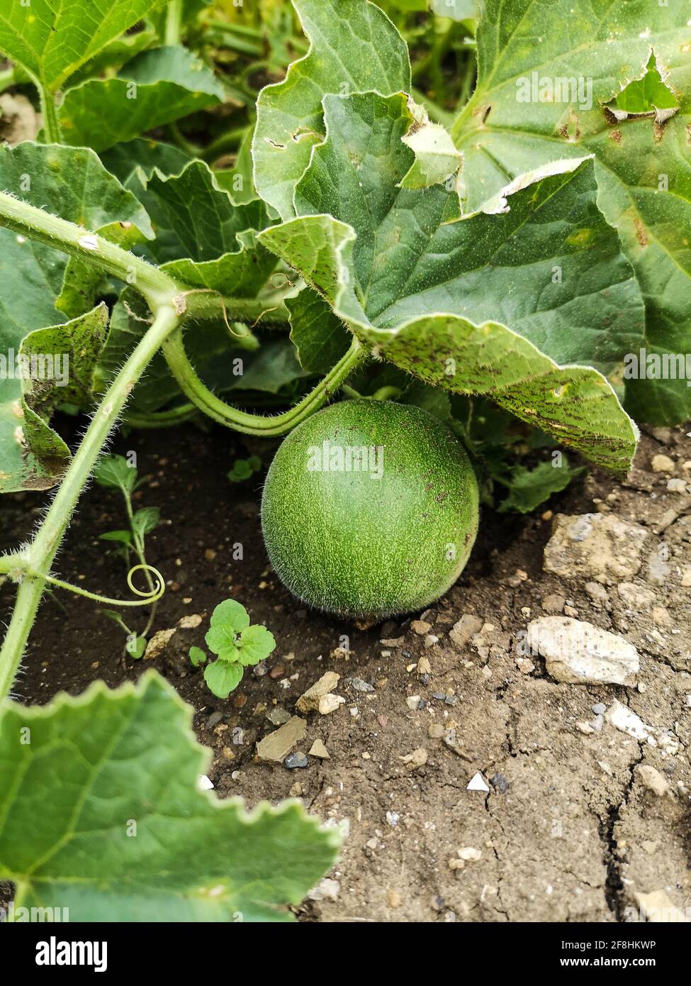 Peel cantaloupe melon in hi-res stock photography and images - Alamy