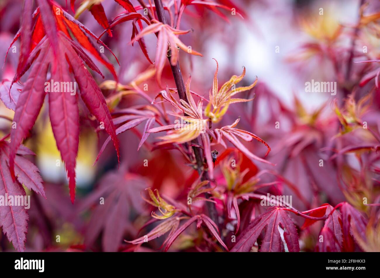 Botanical collection, young red leaves of red japan shaina acer tree ...