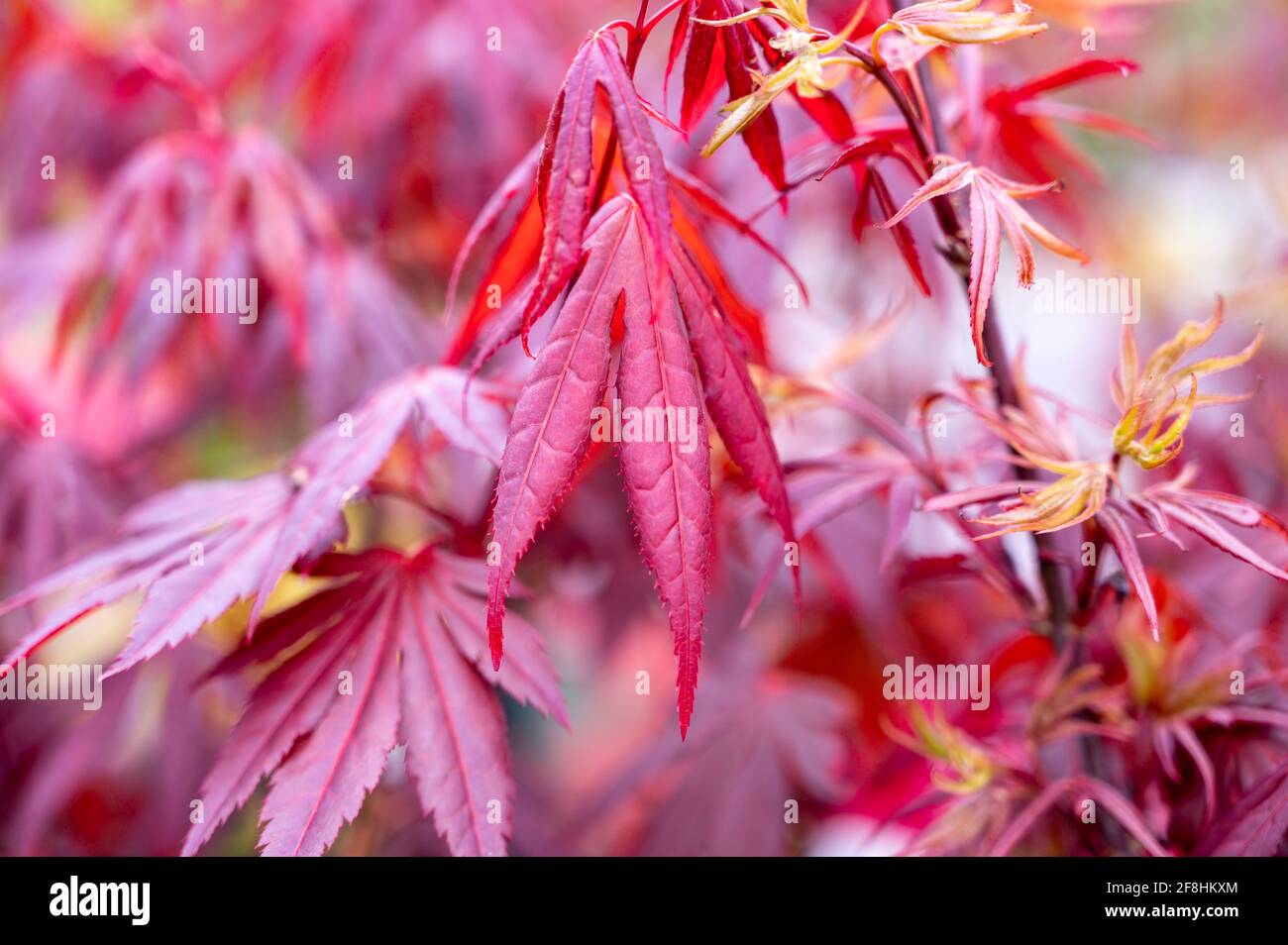Botanical collection, young red leaves of red japan shaina acer tree ...