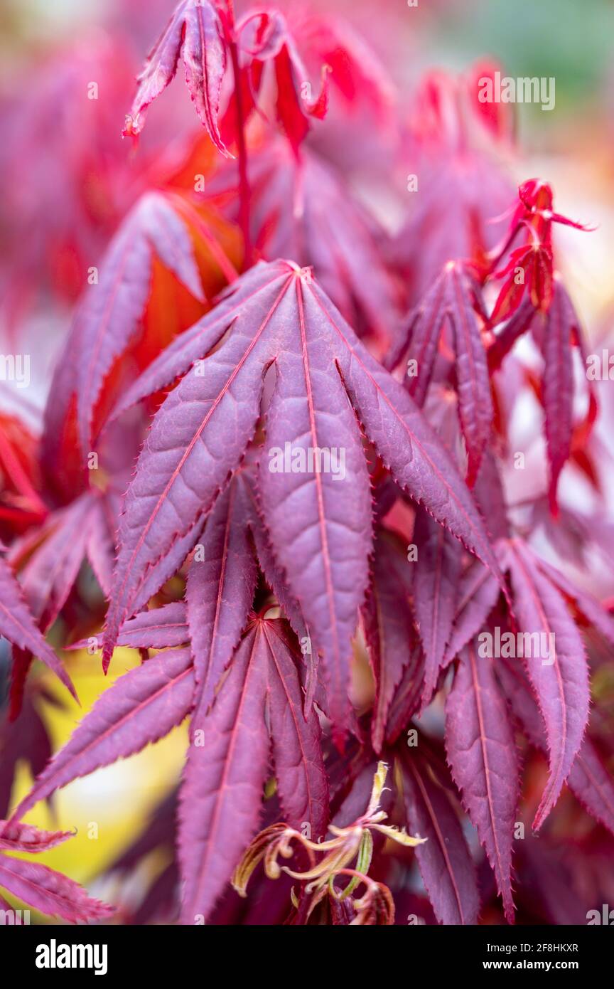 Botanical collection, young red leaves of red japan shaina acer tree ...