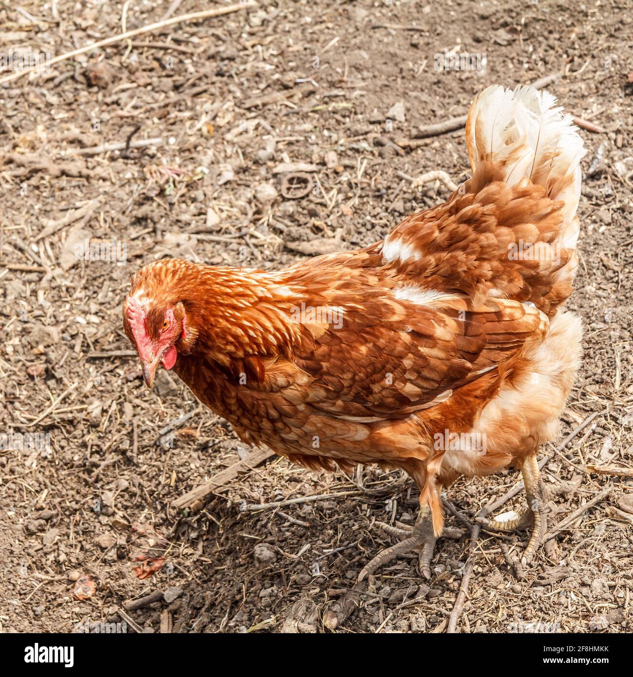 Hen is walking in the courtyard. Poultry farming in the countryside ...