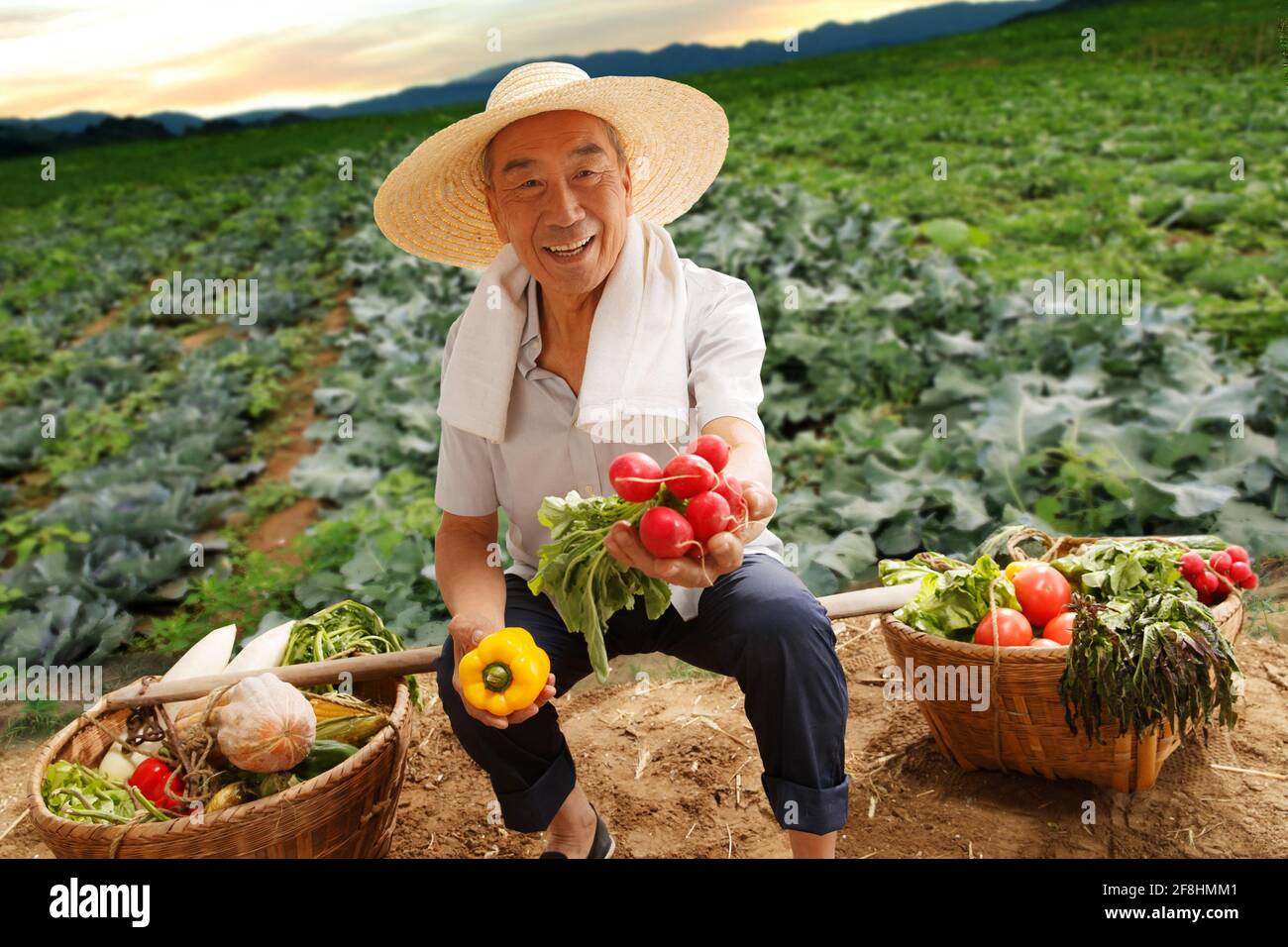 Senior farmers harvesting on field hi-res stock photography and images ...