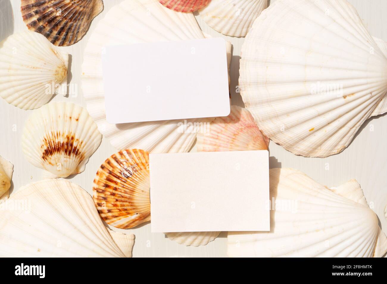 Sea shells styled stock scene Stock Photo - Alamy