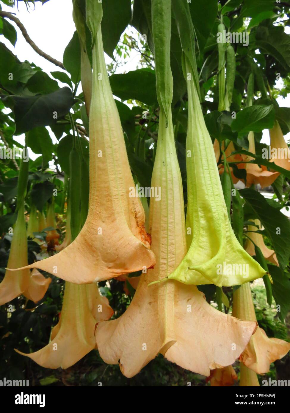 Vertical shot of beautiful angel's trumpet flowers Stock Photo - Alamy