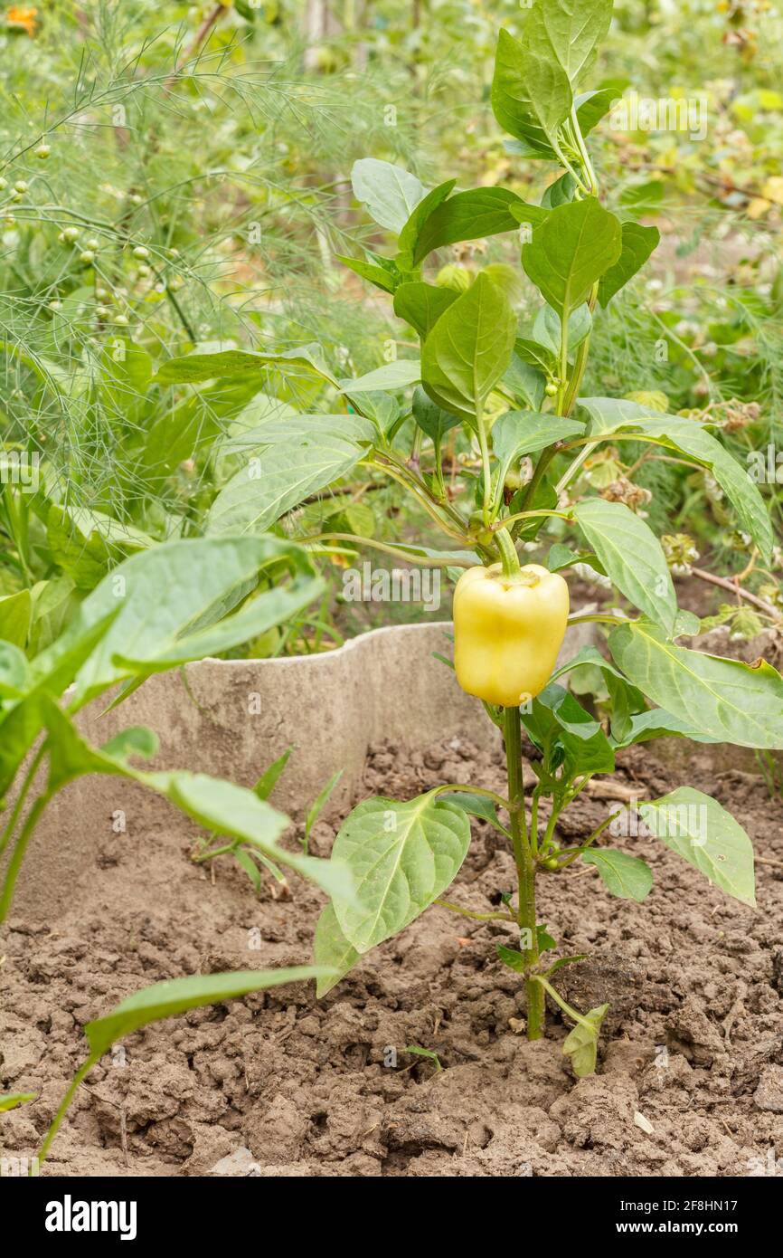 Bell pepper growing on bush in the garden. Bulgarian or sweet pepper ...
