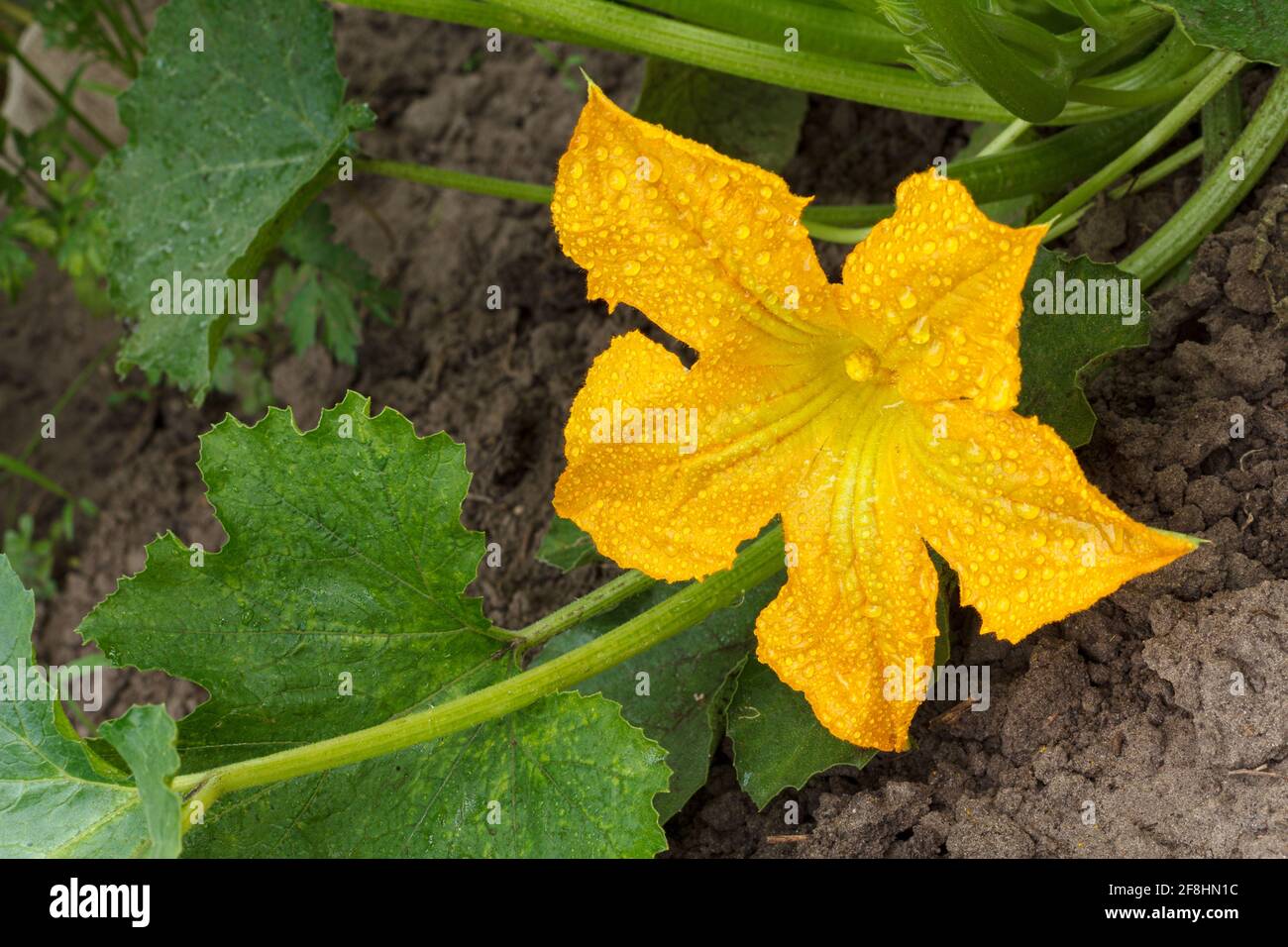 Flower of vegetable marrow growing on bush. Zucchini plant with green ...