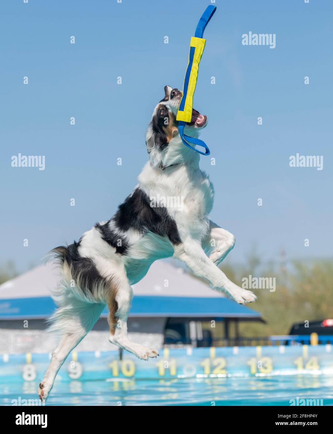 Tri color dog catching a toy over a pool at a dock diving event Stock ...