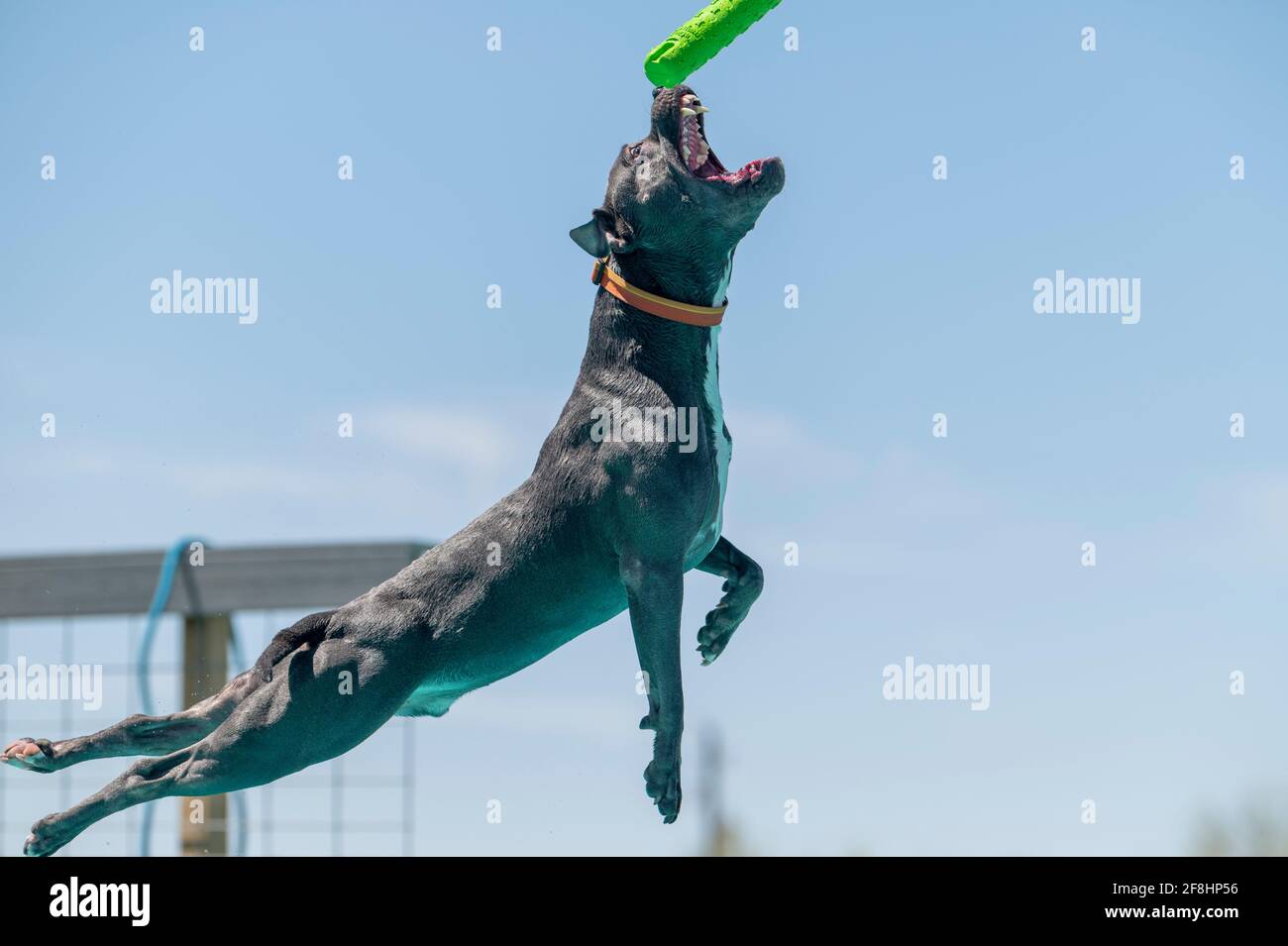 Gray pitbull catching a toy in mid air during a dock diving game Stock ...