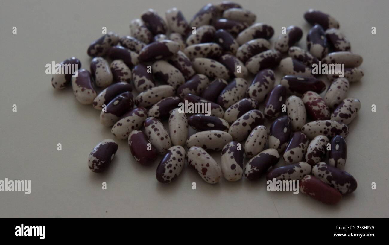 Jacob's Cattle Beans (phaseolus vulgaris), also known as trout beans ...