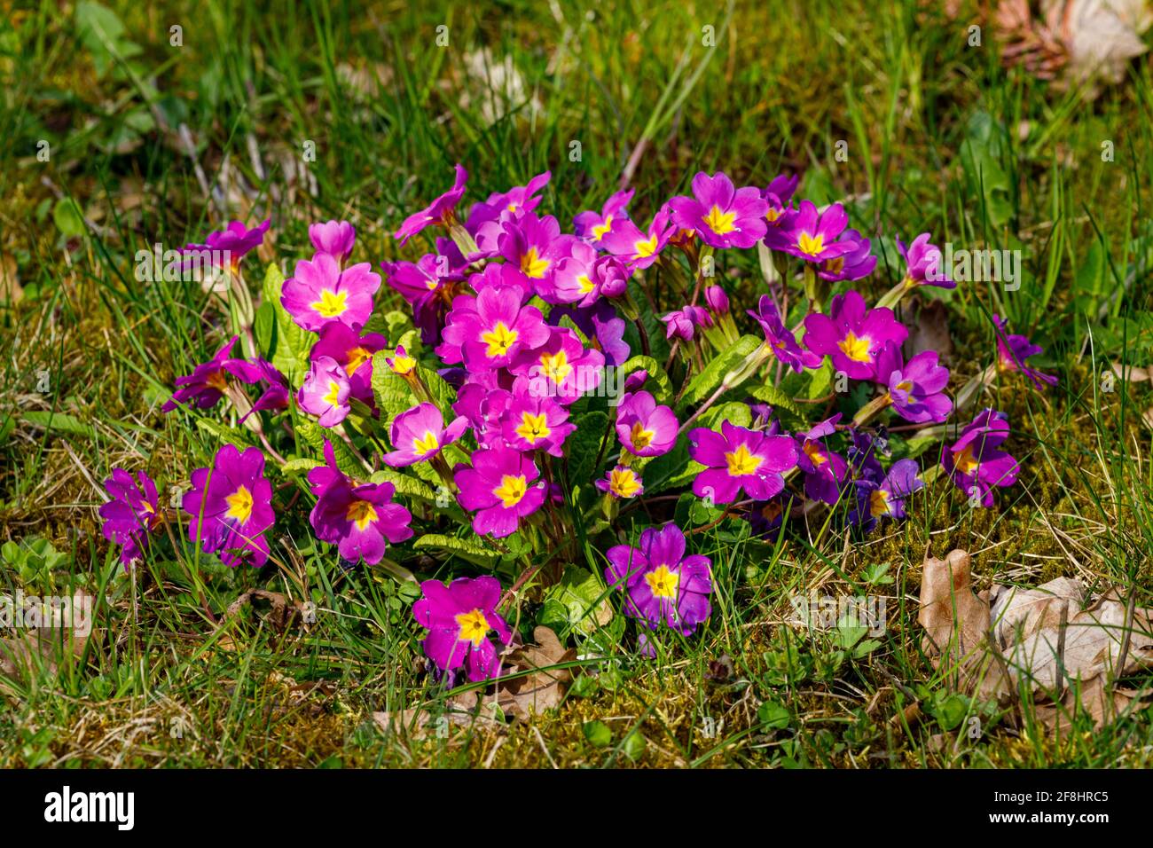Primrose violet hi-res stock photography and images - Alamy