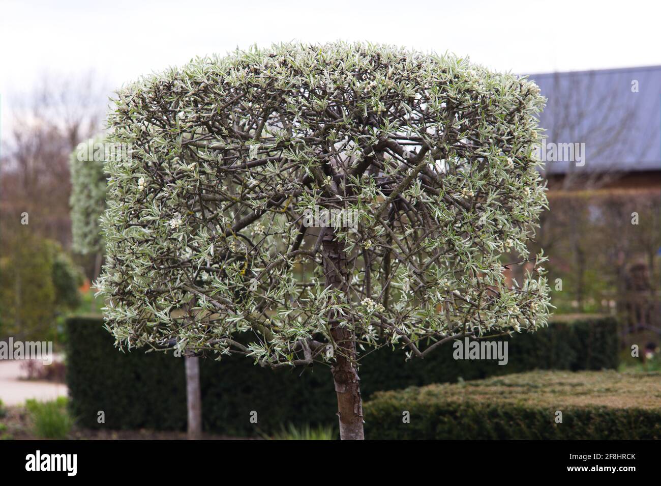 Weeping pear tree hi-res stock photography and images - Alamy