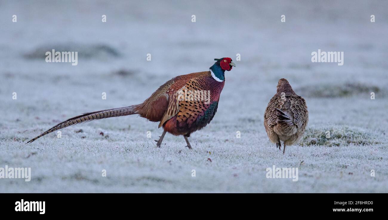 Male And Female Pheasants High Resolution Stock Photography and Images ...