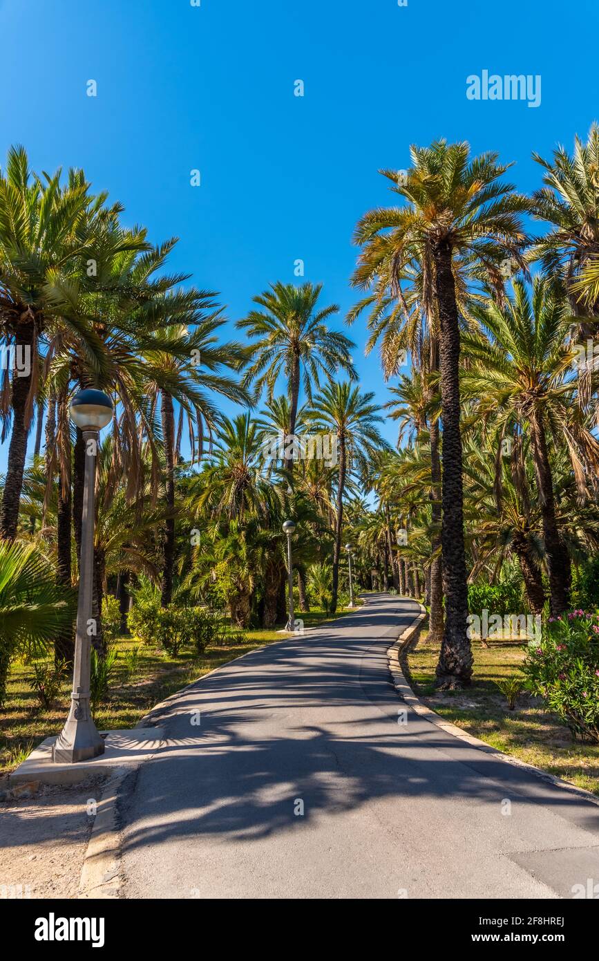 Parc municipal el palmeral elche hi-res stock photography and images ...