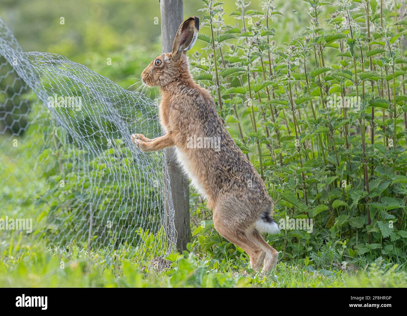 The Great Escape . A Brown Hare trying to get into the farmers young ...
