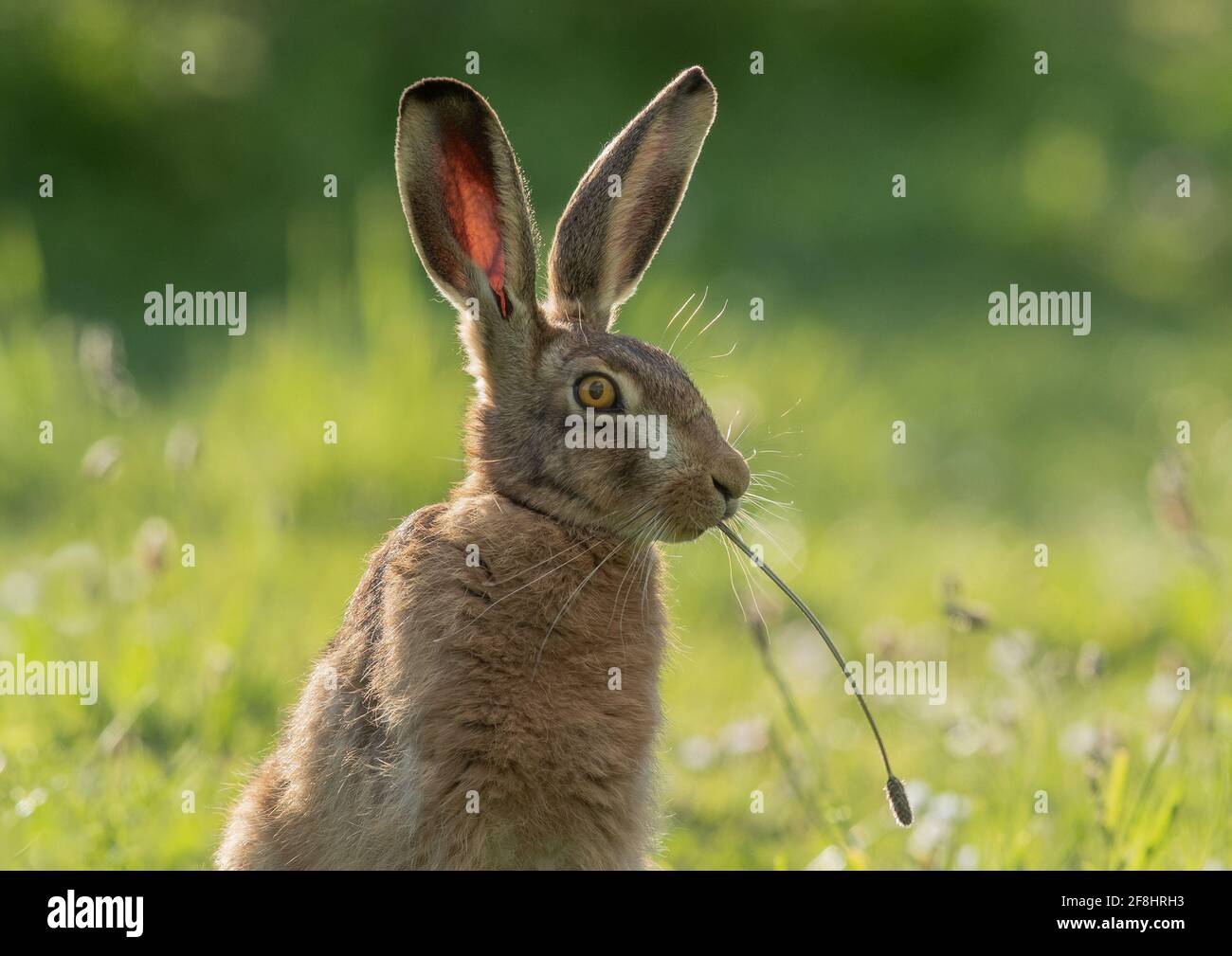 Big Nose High Resolution Stock Photography and Images - Alamy