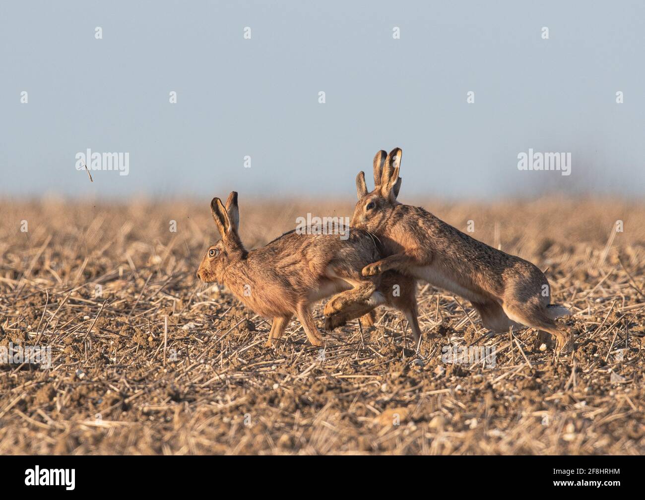 Female brown hare hi-res stock photography and images - Alamy