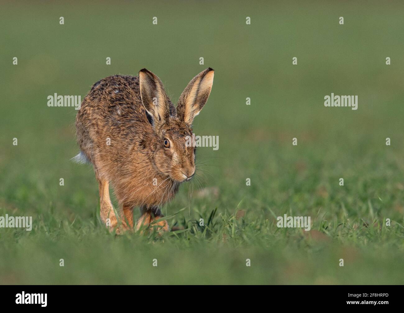 Close up brown hare lepus europaeus hi-res stock photography and images ...