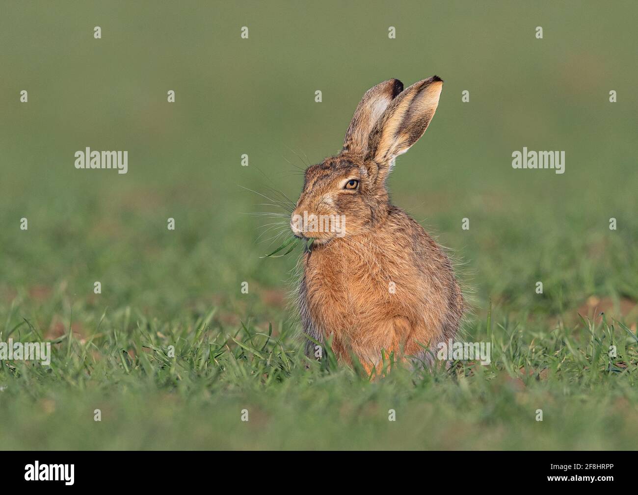 Close Up Brown Hare Lepus Europaeus High Resolution Stock Photography ...