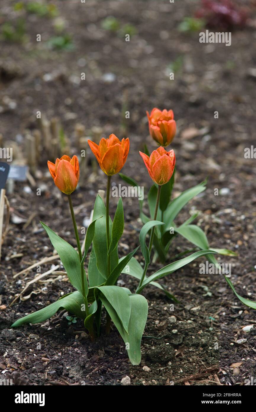 View of fresh orange-coloured Tulipa fosteriana/ Emperor tulip blooms ...
