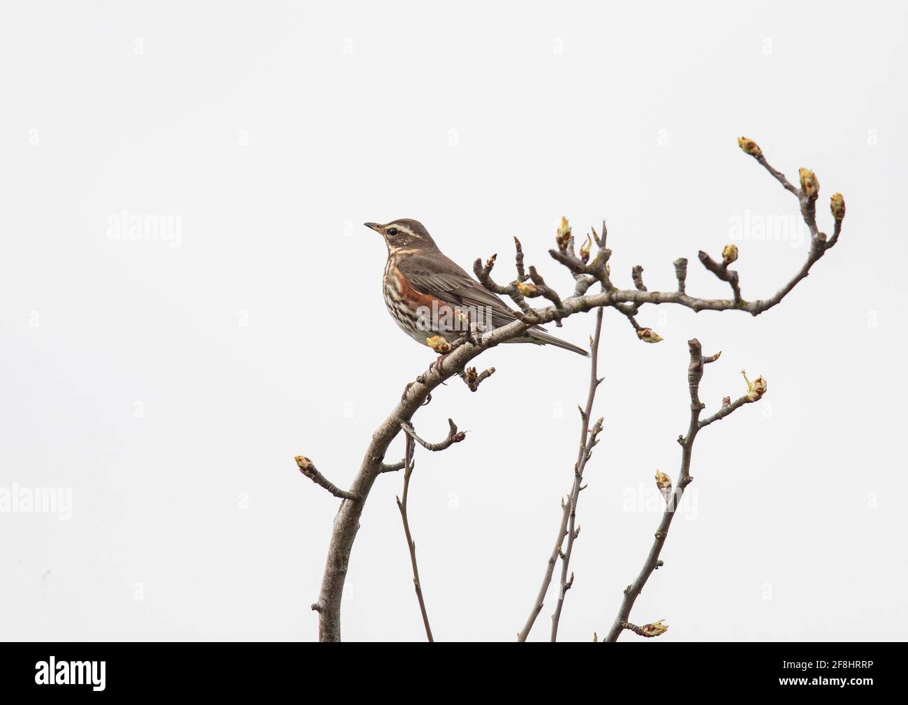 Redwing bird hi-res stock photography and images - Alamy