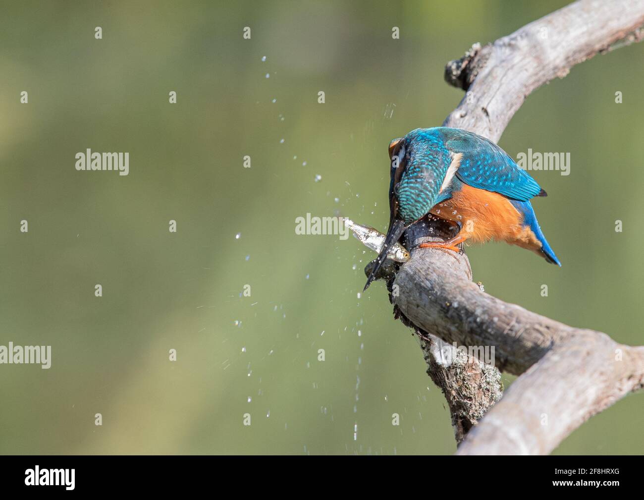 Caught in the Act . The final seconds as a fish is stunned by a ...