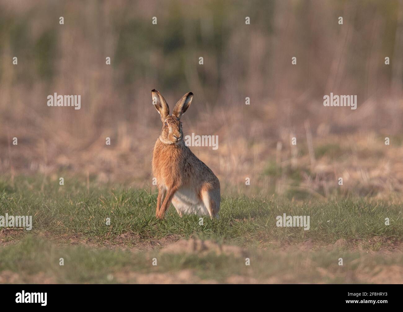 Sitting Pretty. A big strong hare (Lepus europaeus) , alert and sitting ...