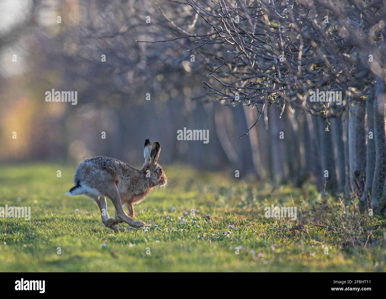 A young Brown hare (Lepus europaeus) running into the apple orchard in ...