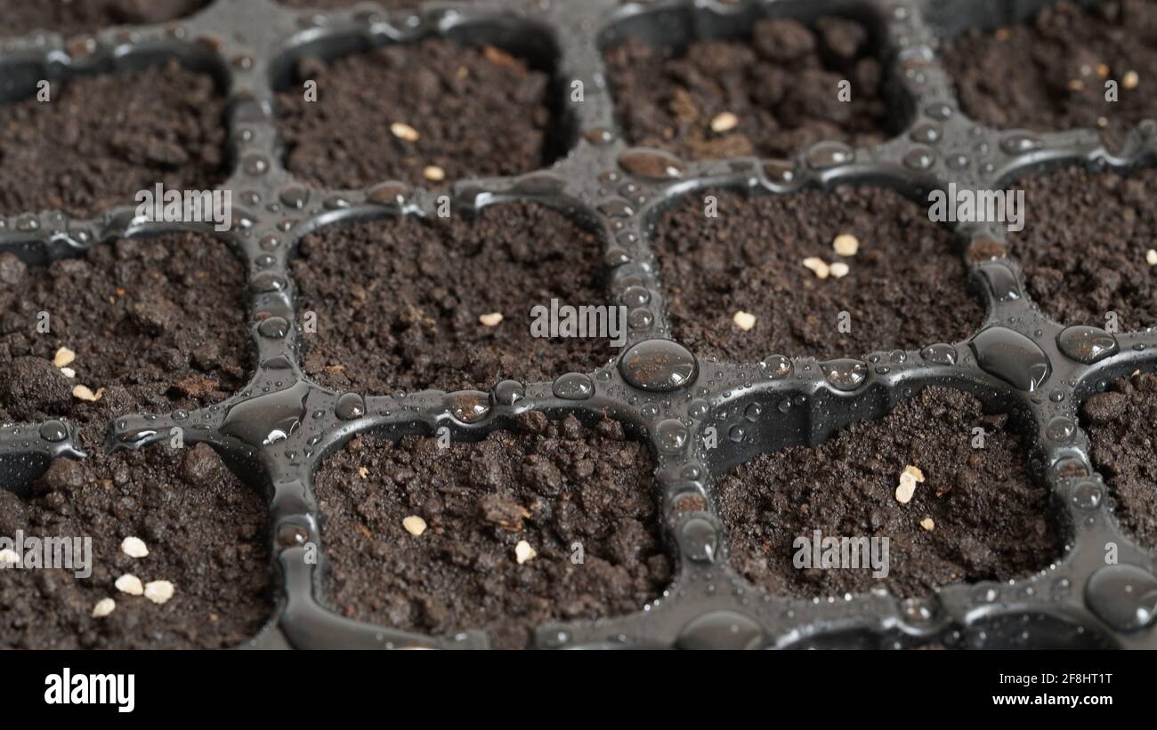 Planting seedlings at home,close-up container for seedlings with plant ...