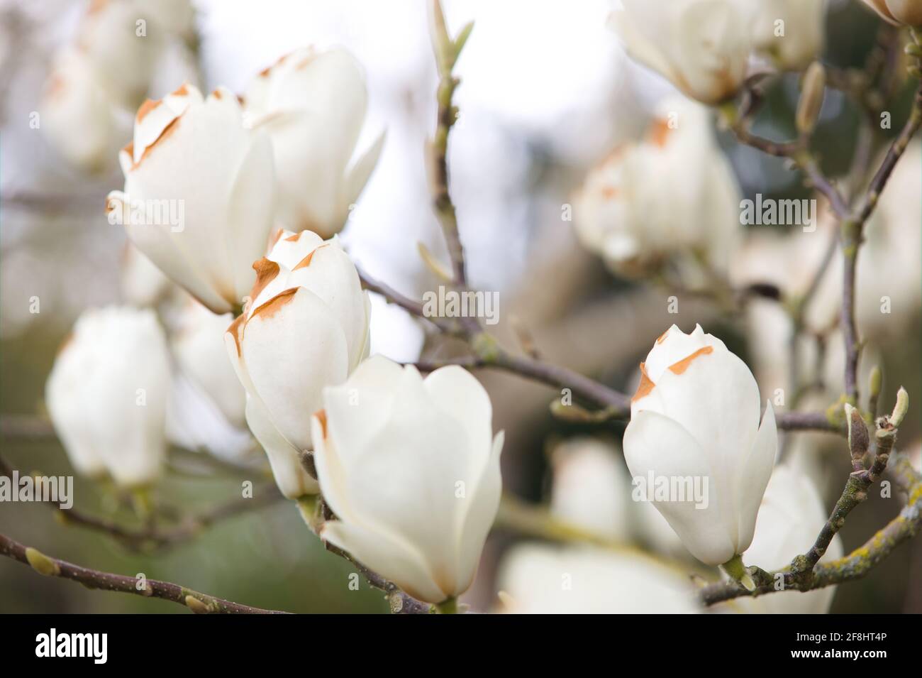 Close-up of creamy-white, flowering Huangshan magnolia / Magnolia ...