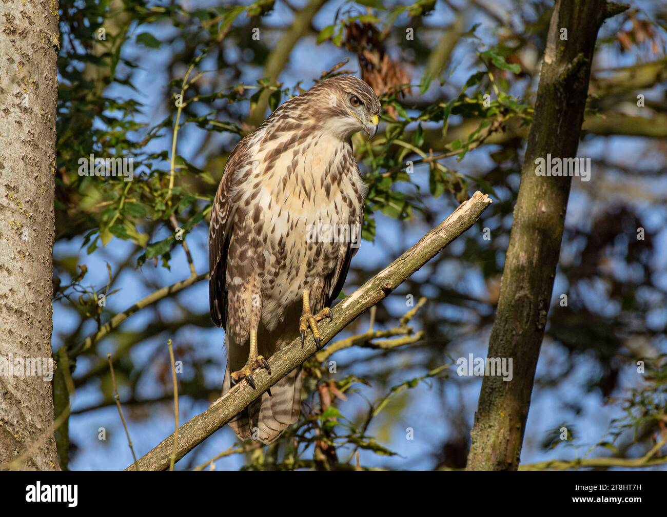 An adult Common Buzzard perched in a tree with a natural woodland ...