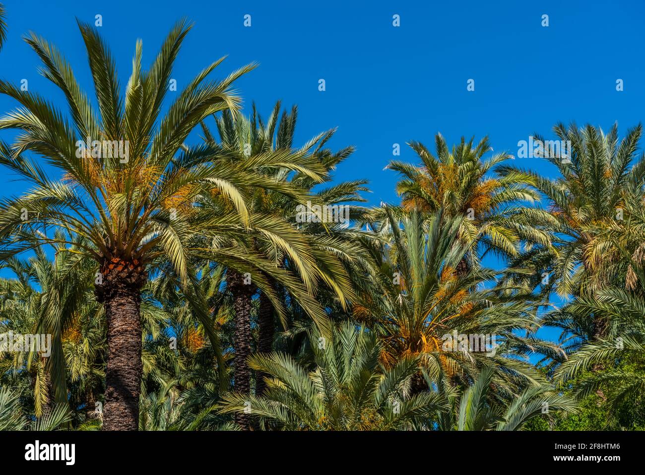Palm groves at the palm museum of Elche, Spain Stock Photo - Alamy