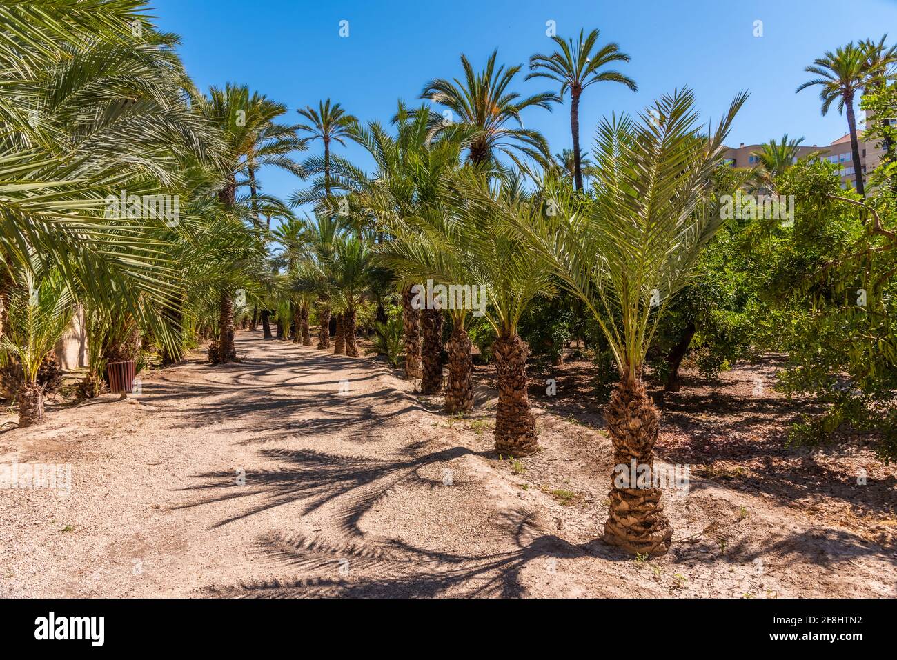 Palm groves at the palm museum of Elche, Spain Stock Photo - Alamy