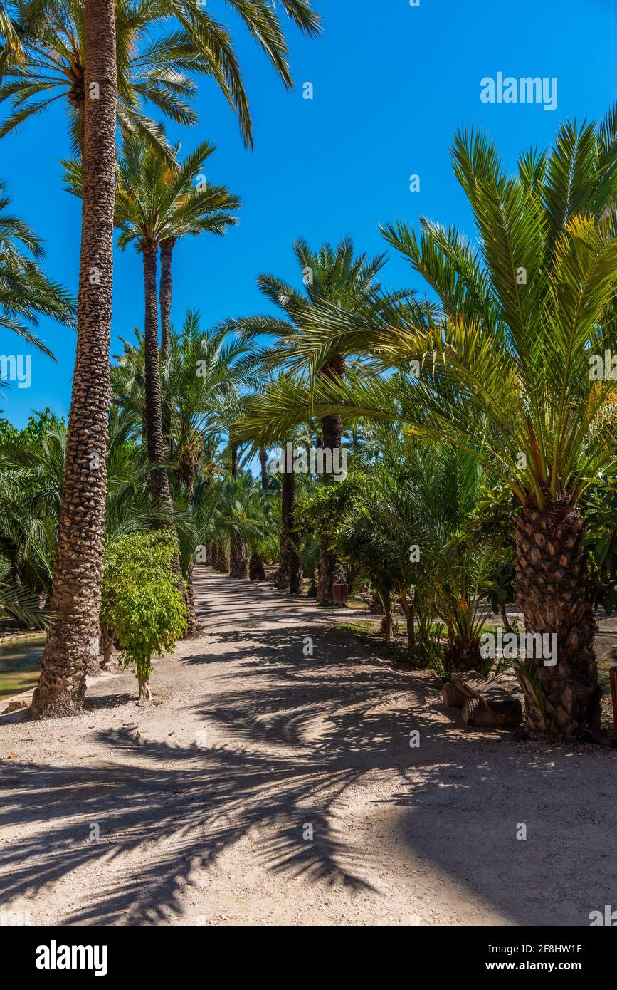 Palm groves at the palm museum of Elche, Spain Stock Photo - Alamy