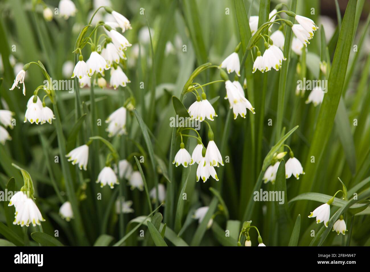 Leucojum aestivum gravetye giant hi-res stock photography and images ...