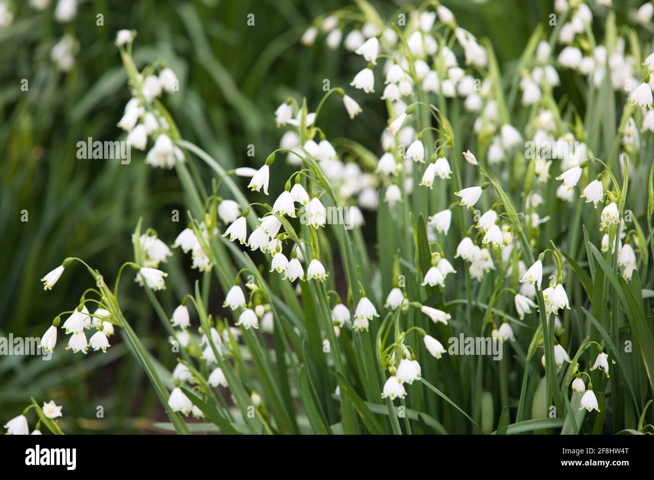 Close-up of Leucojum aestivum 'Gravetye Giant' /Summer Snowflakes Stock ...