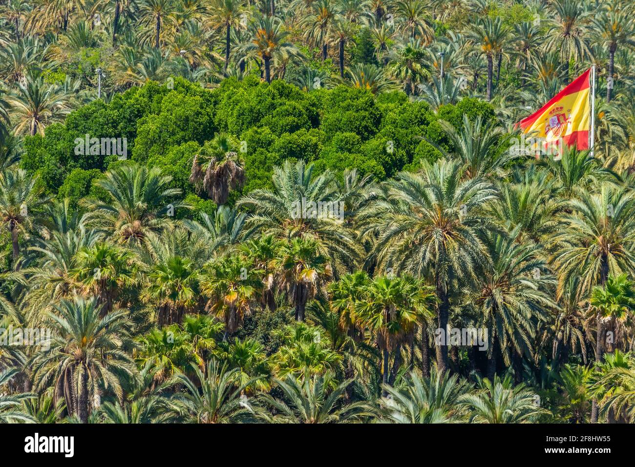 Parc municipal el palmeral elche hi-res stock photography and images ...