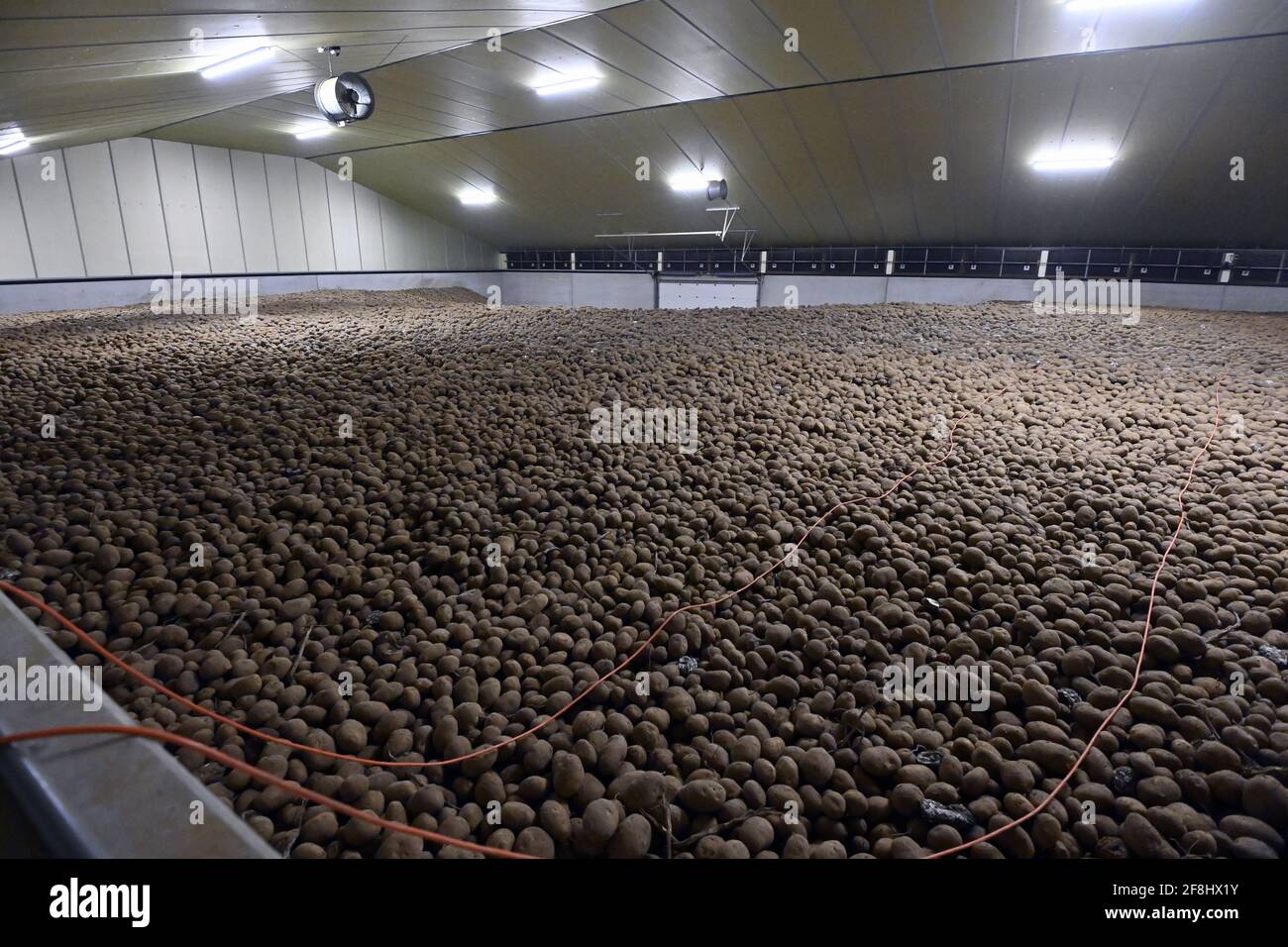 Illustration shows around four tons of potatoes in a shed of farmer ...