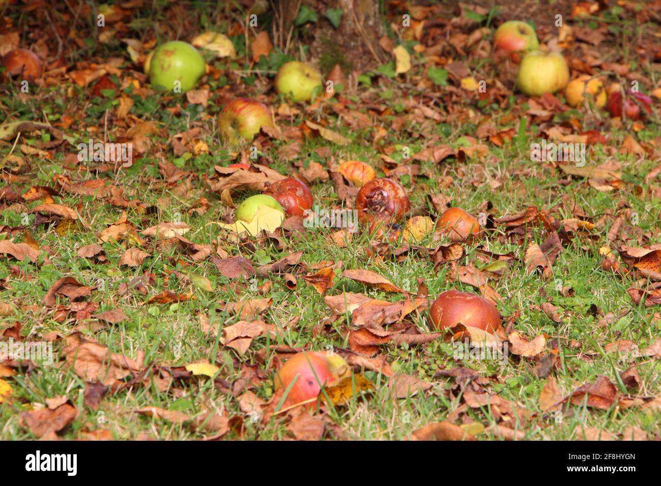 Rotten apples on the ground under an apple tree Stock Photo - Alamy
