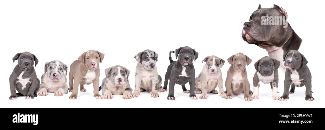 A panorama of a group of purebred American Bully or Bulldog puppies ...