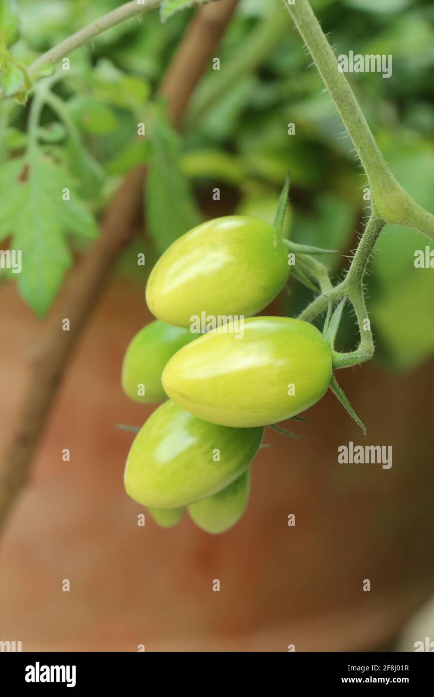Green cherry tomatoes ripening in an orchard during summer Stock Photo ...