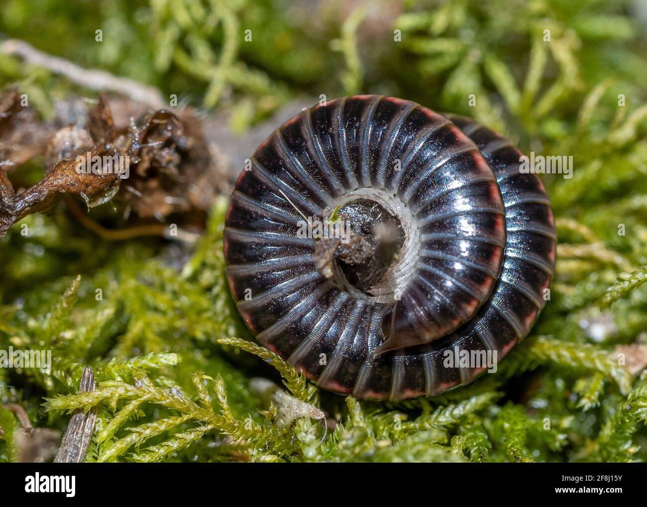 Julida centipede hi-res stock photography and images - Alamy
