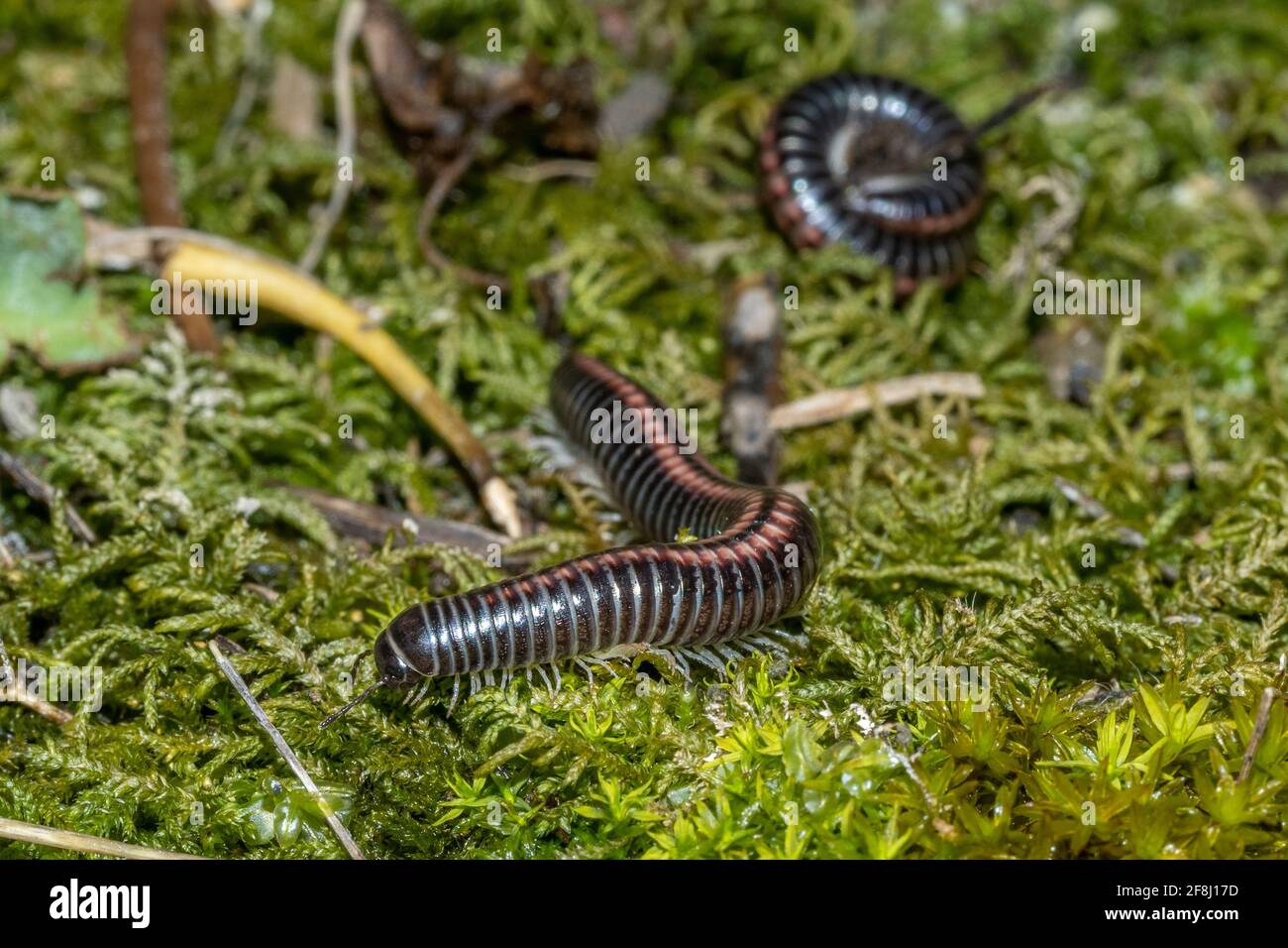 Julidae Millipedes close up macro detail on green moss Stock Photo - Alamy